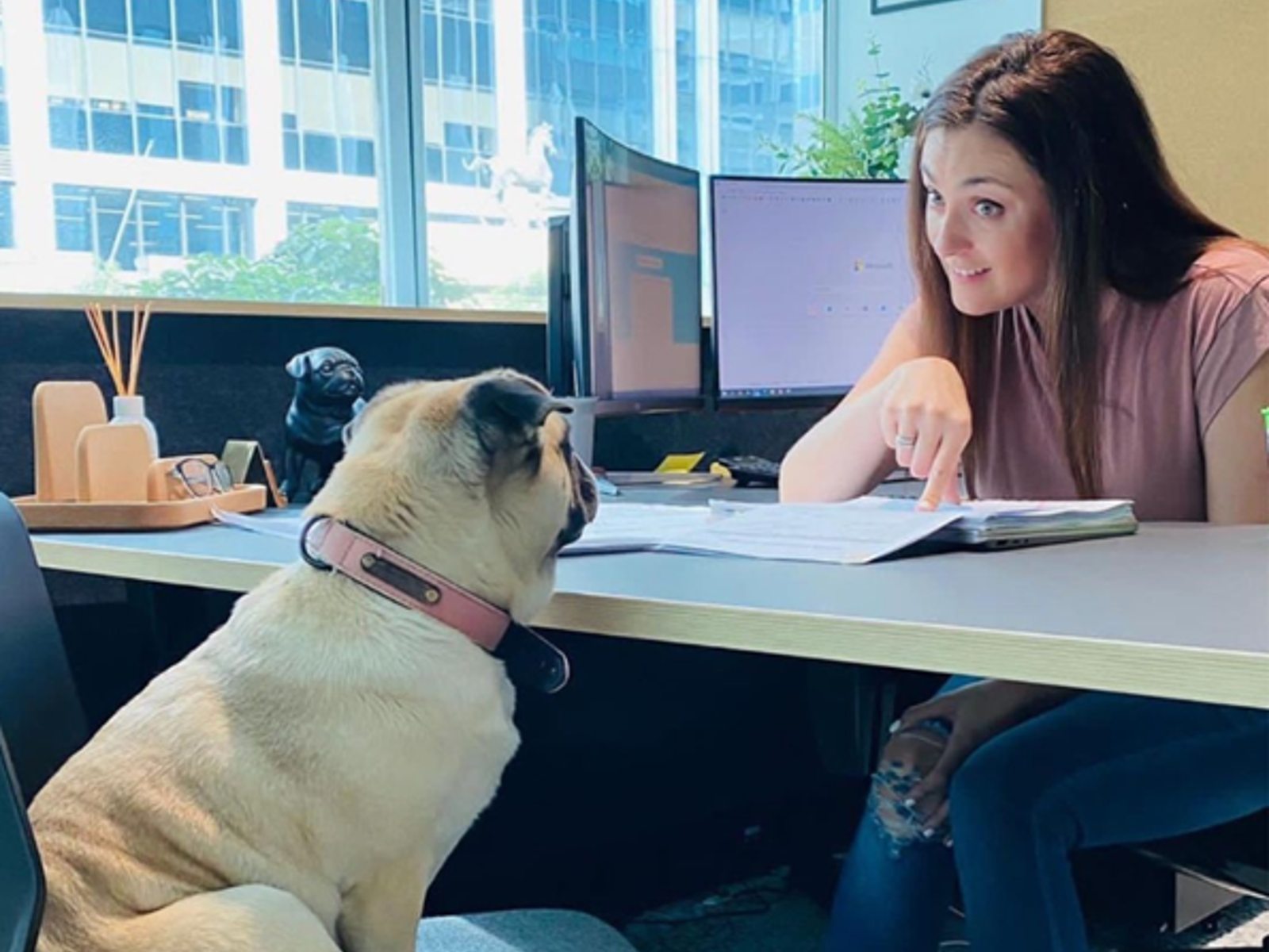 THE POSITIVE POWER OF PETS IN THE WORKPLACE | Hub Interiors
